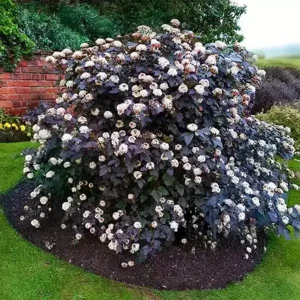 Nursery Products | Johansen Greenhouse & Nursery | Norfolk, NE