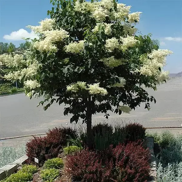 Nursery Products | Johansen Greenhouse & Nursery | Norfolk, NE