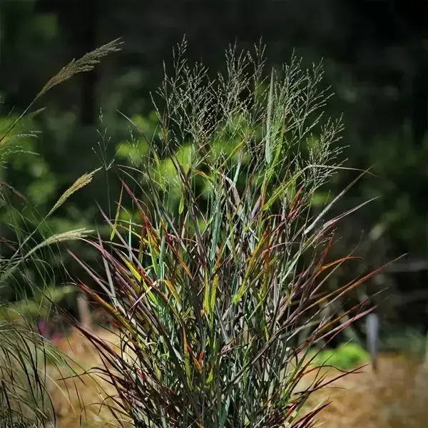 Nursery Products | Johansen Greenhouse & Nursery | Norfolk, NE