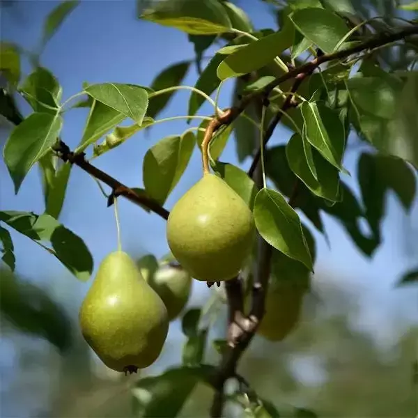 Nursery Products | Johansen Greenhouse & Nursery | Norfolk, NE