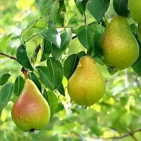 Nursery Products | Johansen Greenhouse & Nursery | Norfolk, NE