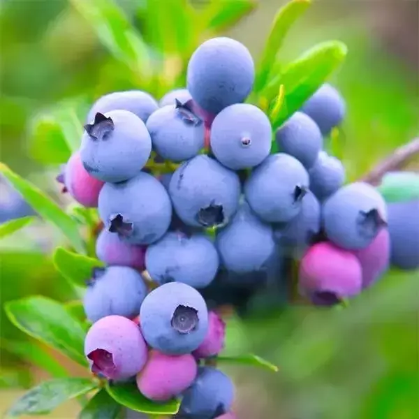 Nursery Products | Johansen Greenhouse & Nursery | Norfolk, NE