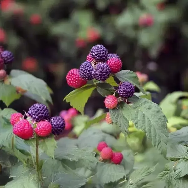 Nursery Products | Johansen Greenhouse & Nursery | Norfolk, NE