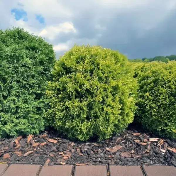Lemon Burst Arborvitae | Johansen's Greenhouse