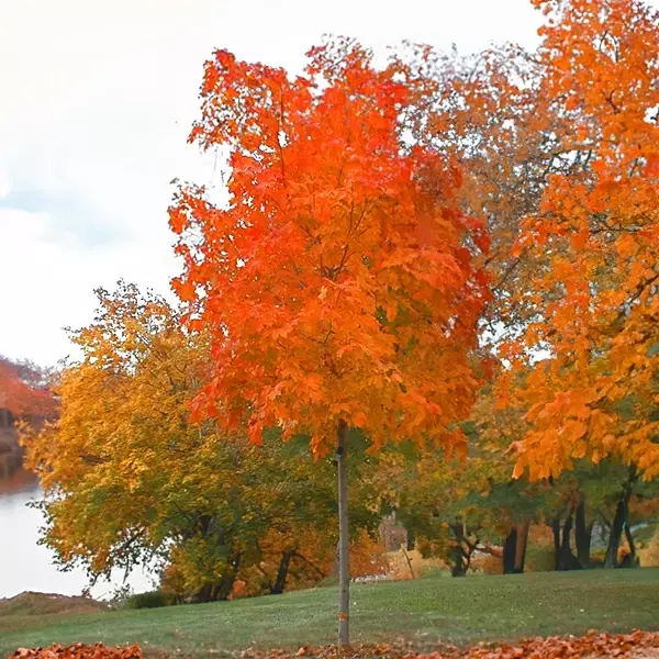 Fall Fiesta Sugar Maple | Johansen's Greenhouse